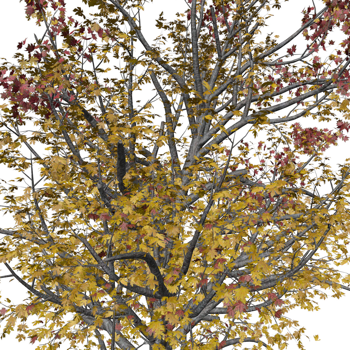 ArtStation - Mountain Maple Tree (in Fall) #09 - High Poly Tree (3D ...