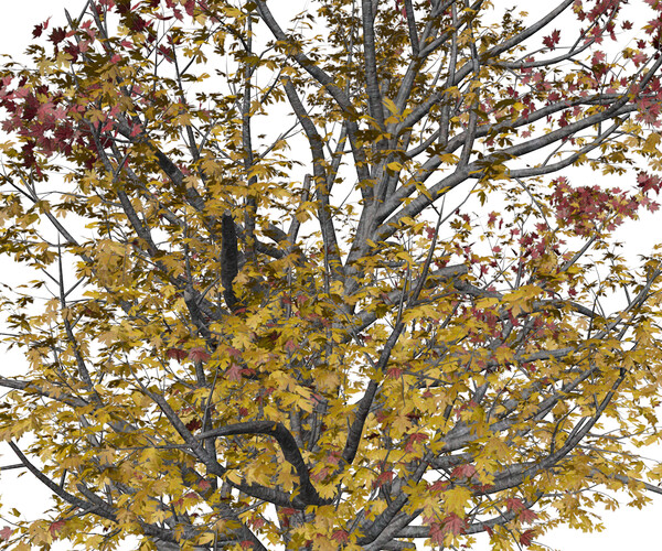 ArtStation - Mountain Maple Tree (in Fall) #09 - High Poly Tree (3D ...