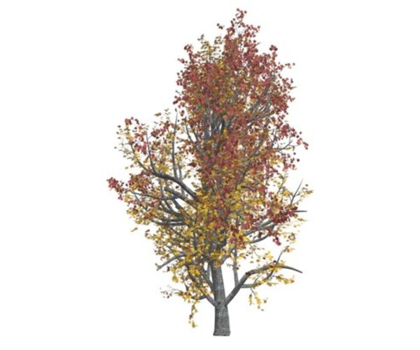ArtStation - Mountain Maple Tree (in Fall) #10 - High Poly Tree (3D ...