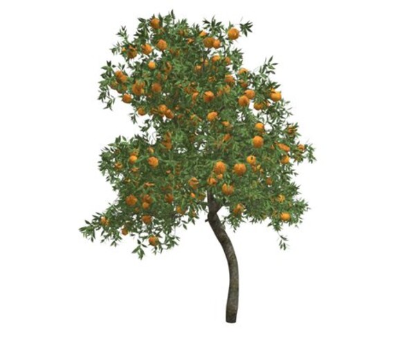 ArtStation - Orange Tree #03 - High Poly Tree (3D Model) | Game Assets