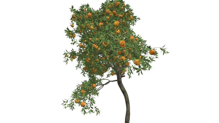 ArtStation - Orange Tree #06 - High Poly Tree (3D Model) | Game Assets