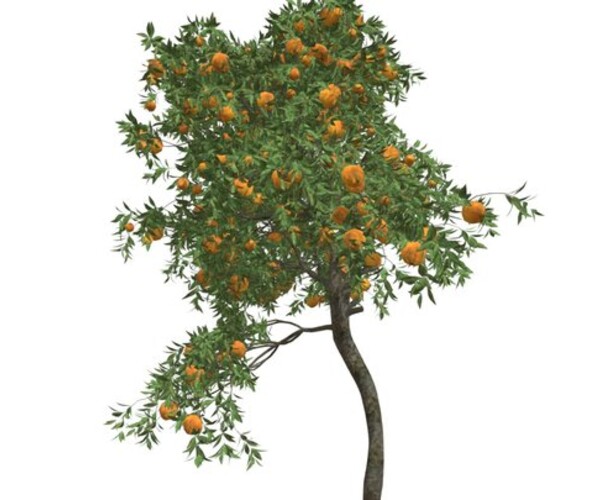 ArtStation - Orange Tree #06 - High Poly Tree (3D Model) | Game Assets