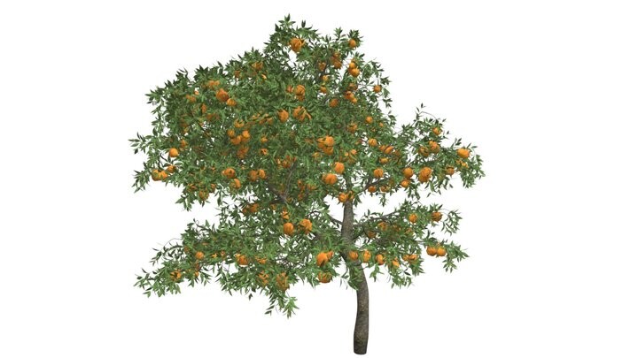 ArtStation - Orange Tree #10 - High Poly Tree (3D Model) | Game Assets