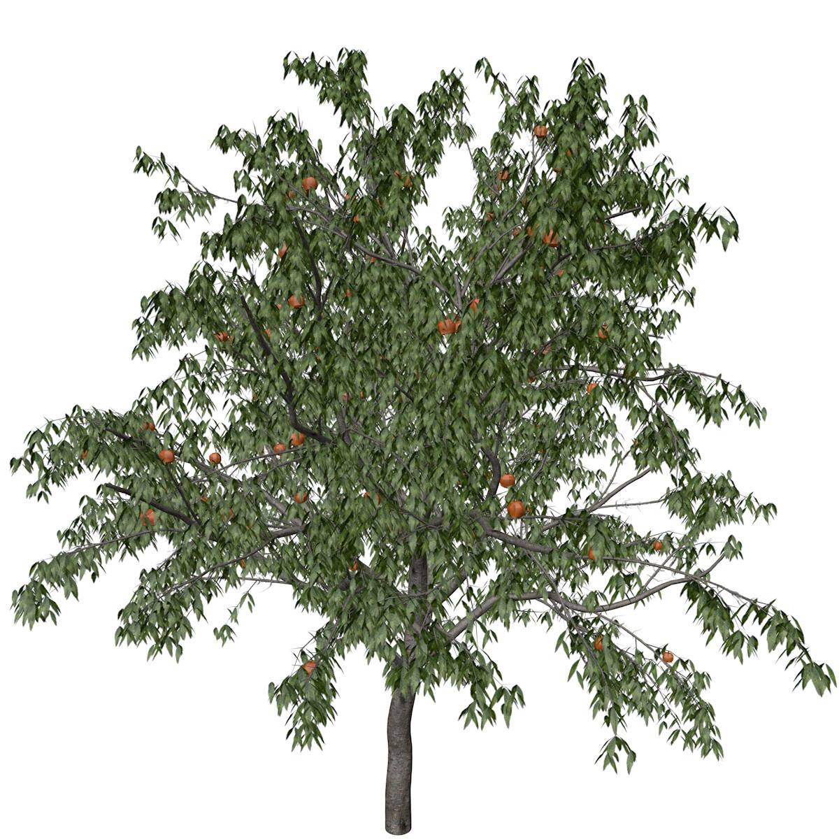 ArtStation - Peach Tree #01 - High Poly Tree (3D Model) | Game Assets