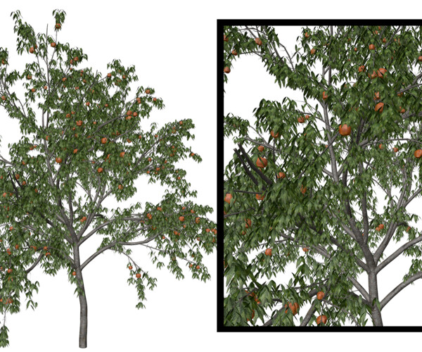 ArtStation - Peach Tree #10 - High Poly Tree (3D Model) | Game Assets