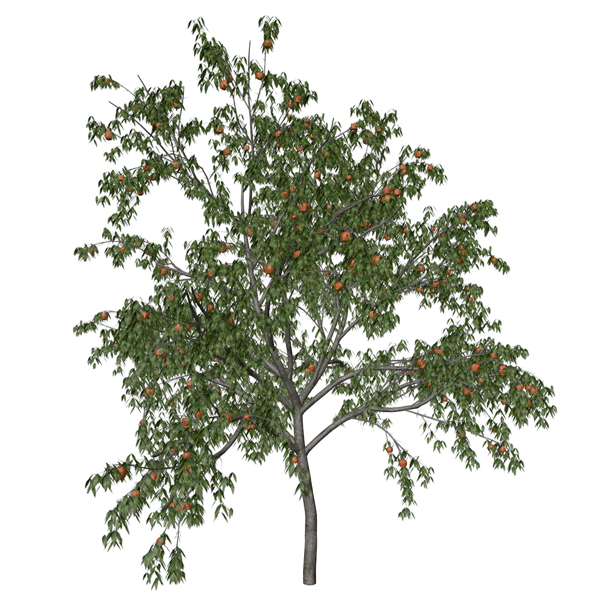 ArtStation - Peach Tree #10 - High Poly Tree (3D Model) | Game Assets