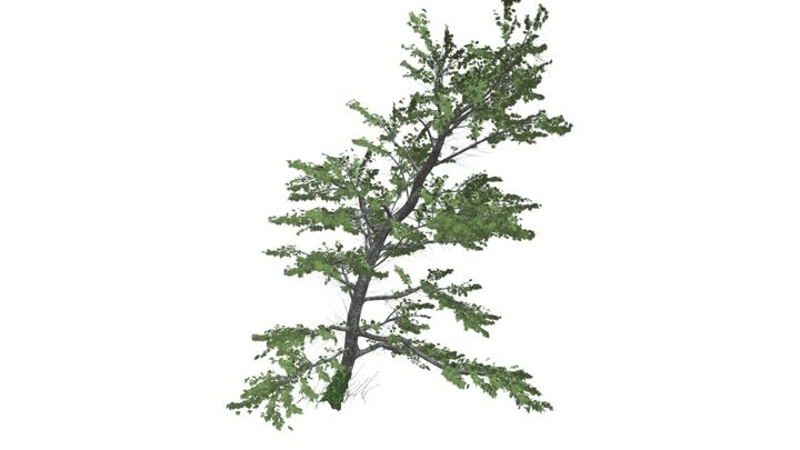 ArtStation - Plitvice Maple Tree #05 - High Poly Tree (3D Model) | Game ...