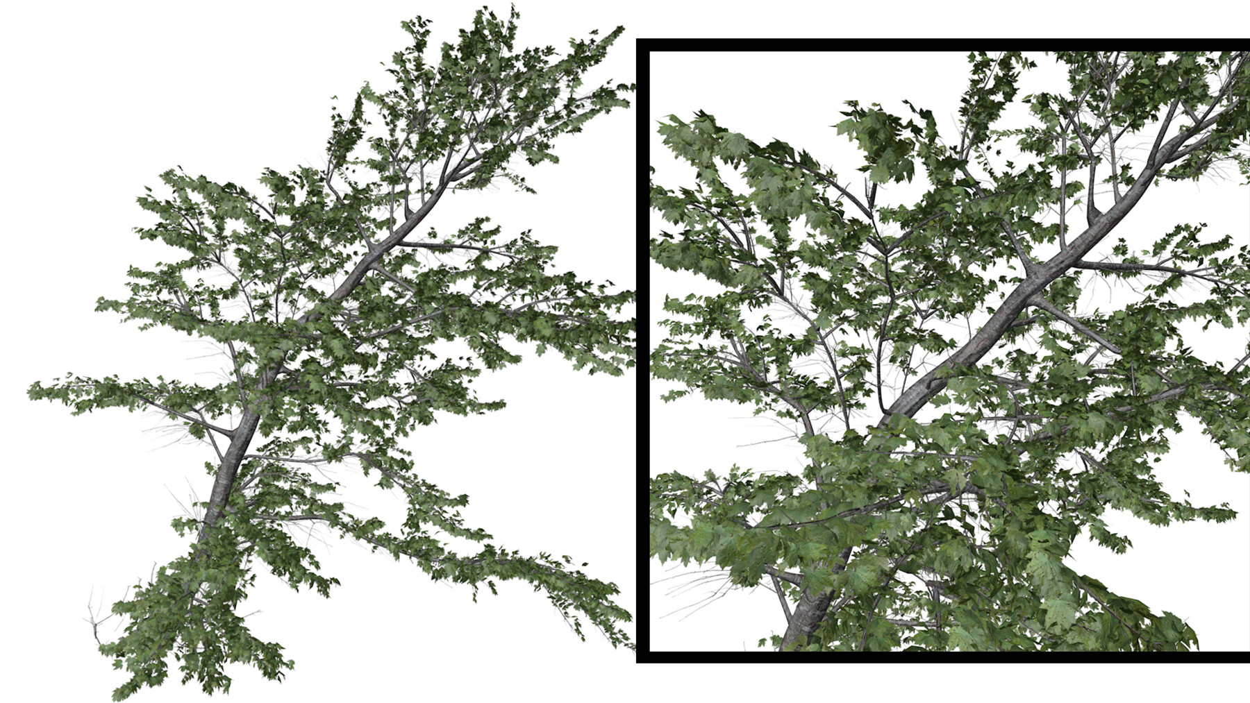 ArtStation - Plitvice Maple Tree #06 - High Poly Tree (3D Model) | Game ...