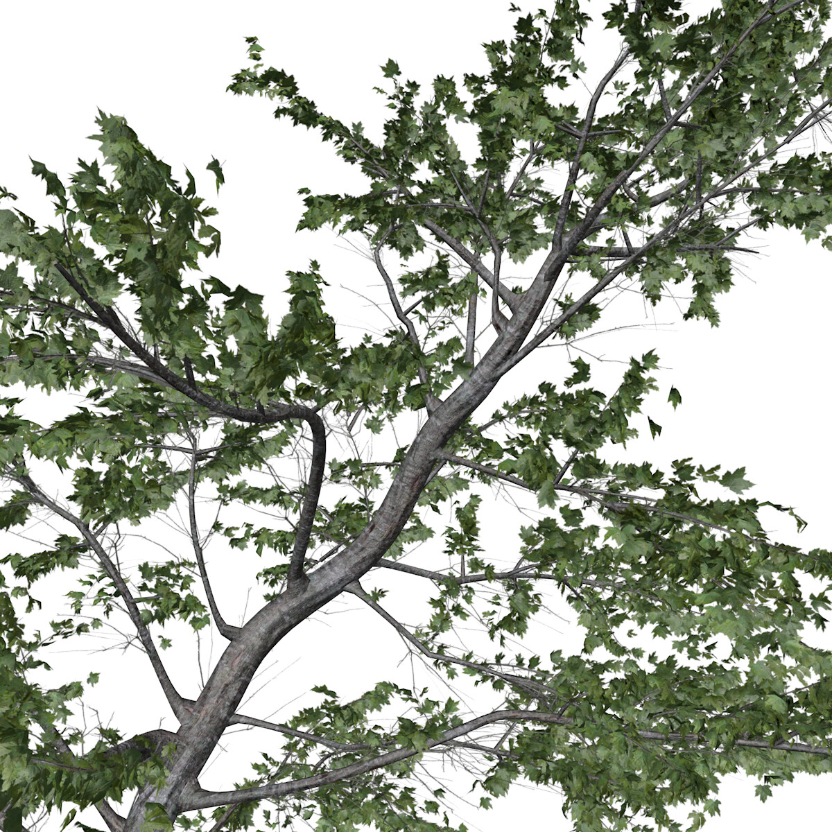 ArtStation - Plitvice Maple Tree #07 - High Poly Tree (3D Model) | Game ...