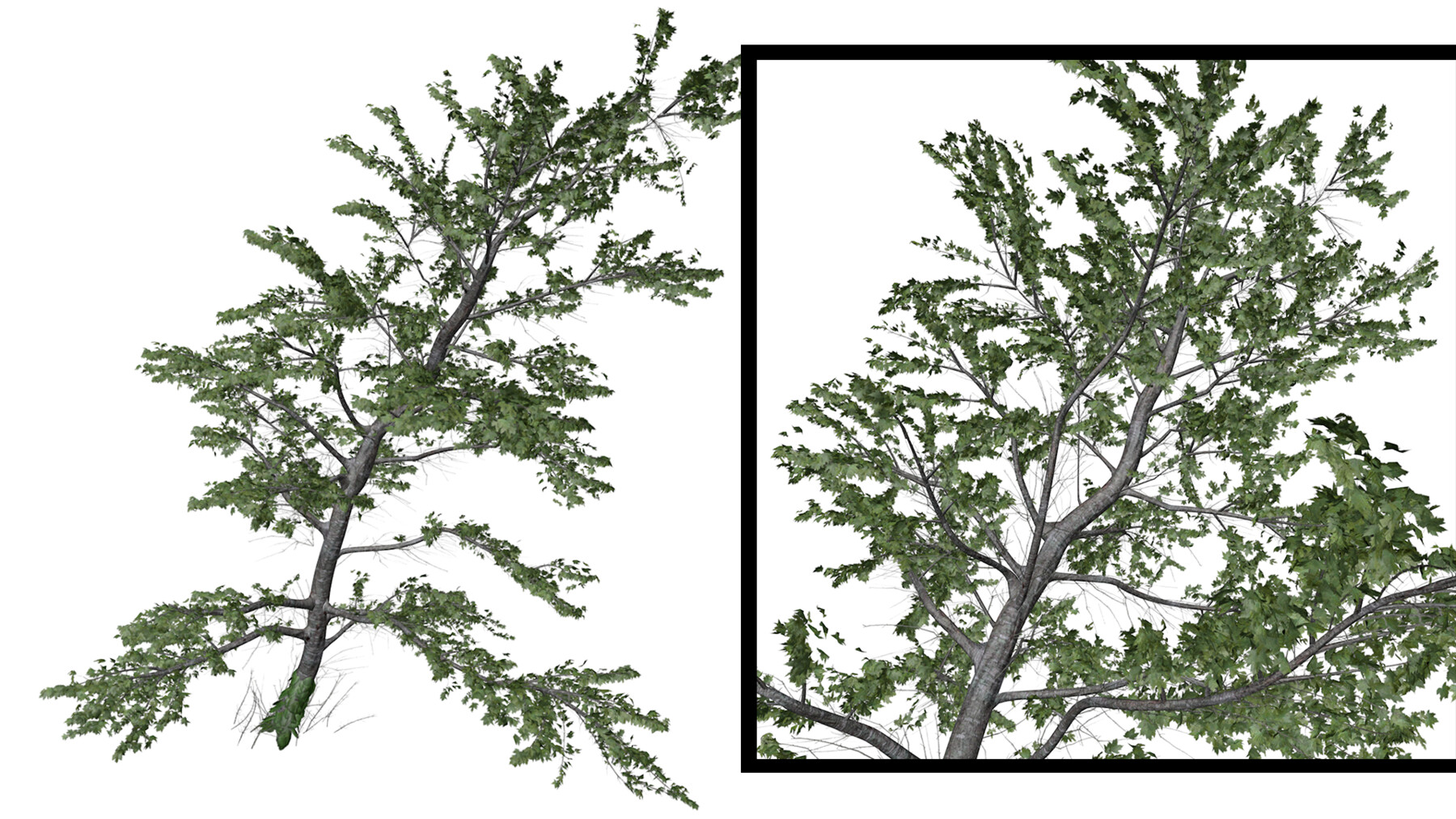 ArtStation - Plitvice Maple Tree #08 - High Poly Tree (3D Model) | Game ...