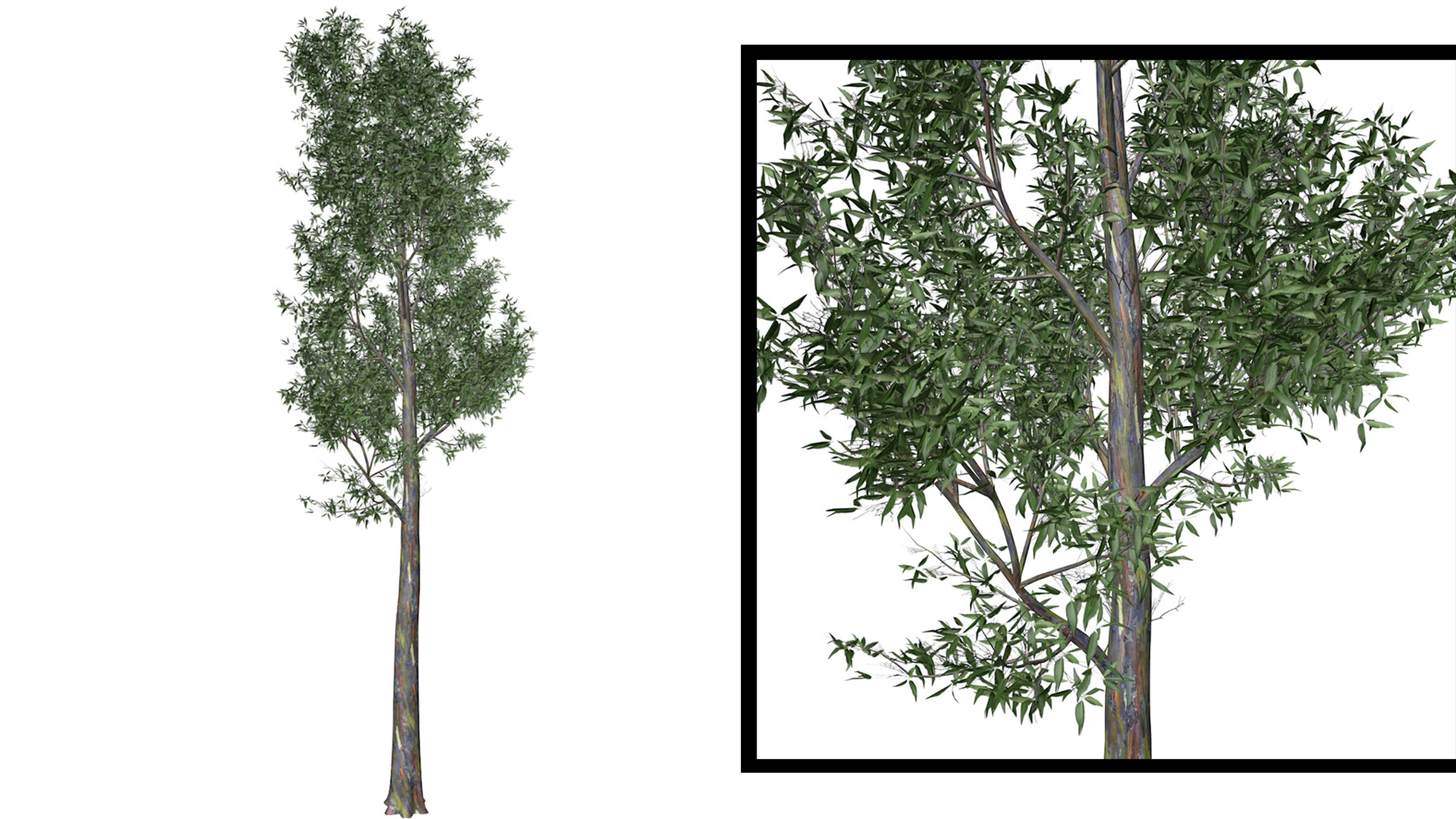 ArtStation - Rainbow Gum Tree #01 - High Poly Tree (3D Model) | Game Assets