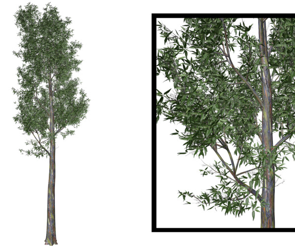 ArtStation - Rainbow Gum Tree #01 - High Poly Tree (3D Model) | Game Assets