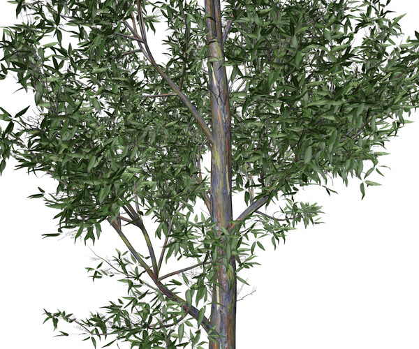 ArtStation - Rainbow Gum Tree #01 - High Poly Tree (3D Model) | Game Assets