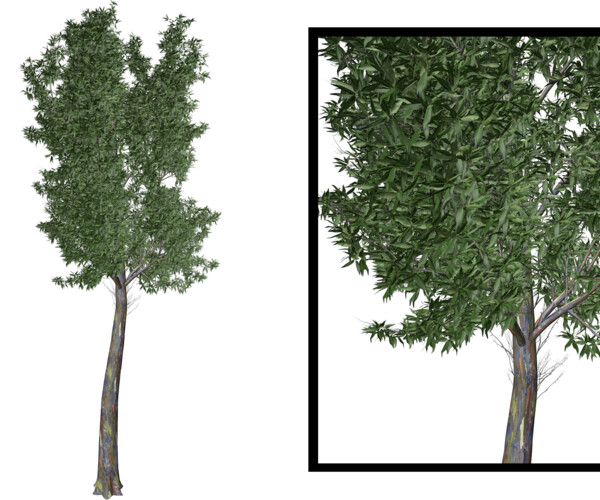 ArtStation - Rainbow Gum Tree #03 - High Poly Tree (3D Model) | Game Assets