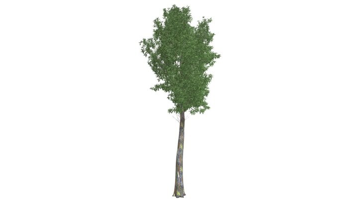 ArtStation - Rainbow Gum Tree #03 - High Poly Tree (3D Model) | Game Assets