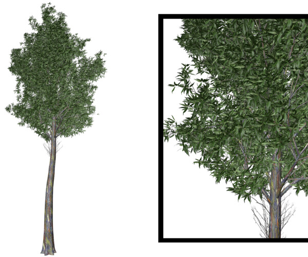 ArtStation - Rainbow Gum Tree #04 - High Poly Tree (3D Model) | Game Assets