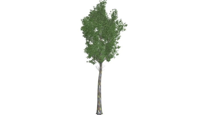ArtStation - Rainbow Gum Tree #04 - High Poly Tree (3D Model) | Game Assets