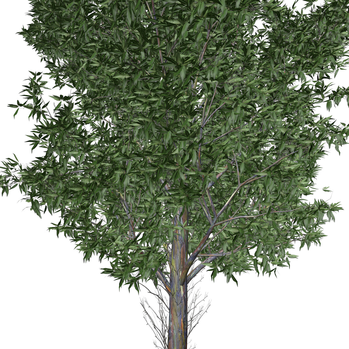 ArtStation - Rainbow Gum Tree #04 - High Poly Tree (3D Model) | Game Assets