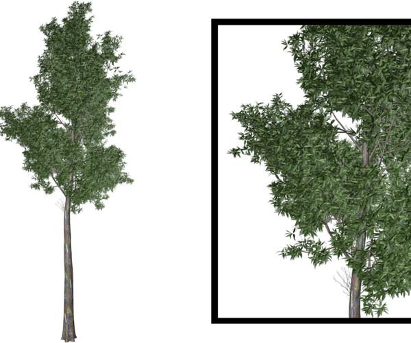 ArtStation - Rainbow Gum Tree #06 - High Poly Tree (3D Model) | Game Assets