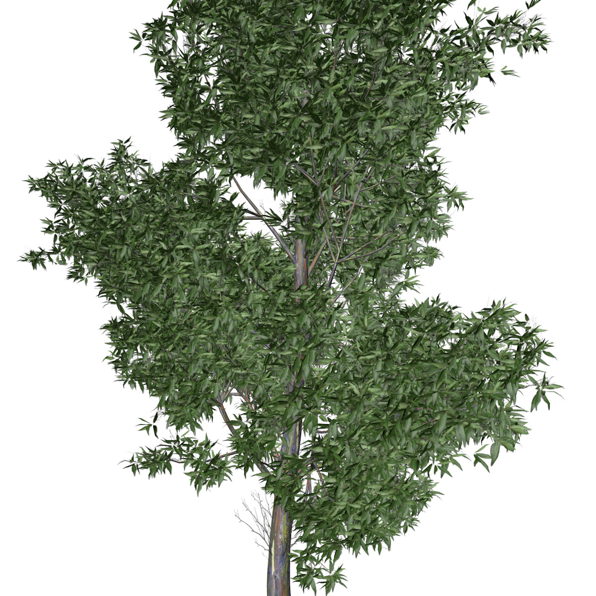 ArtStation - Rainbow Gum Tree #06 - High Poly Tree (3D Model) | Game Assets