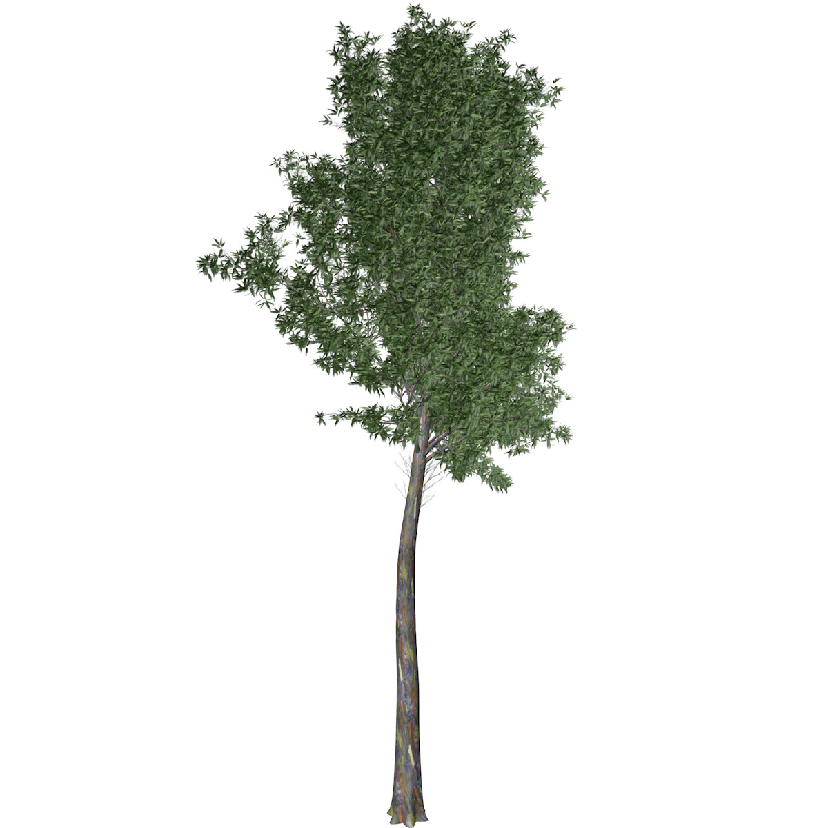 ArtStation - Rainbow Gum Tree #08 - High Poly Tree (3D Model) | Game Assets