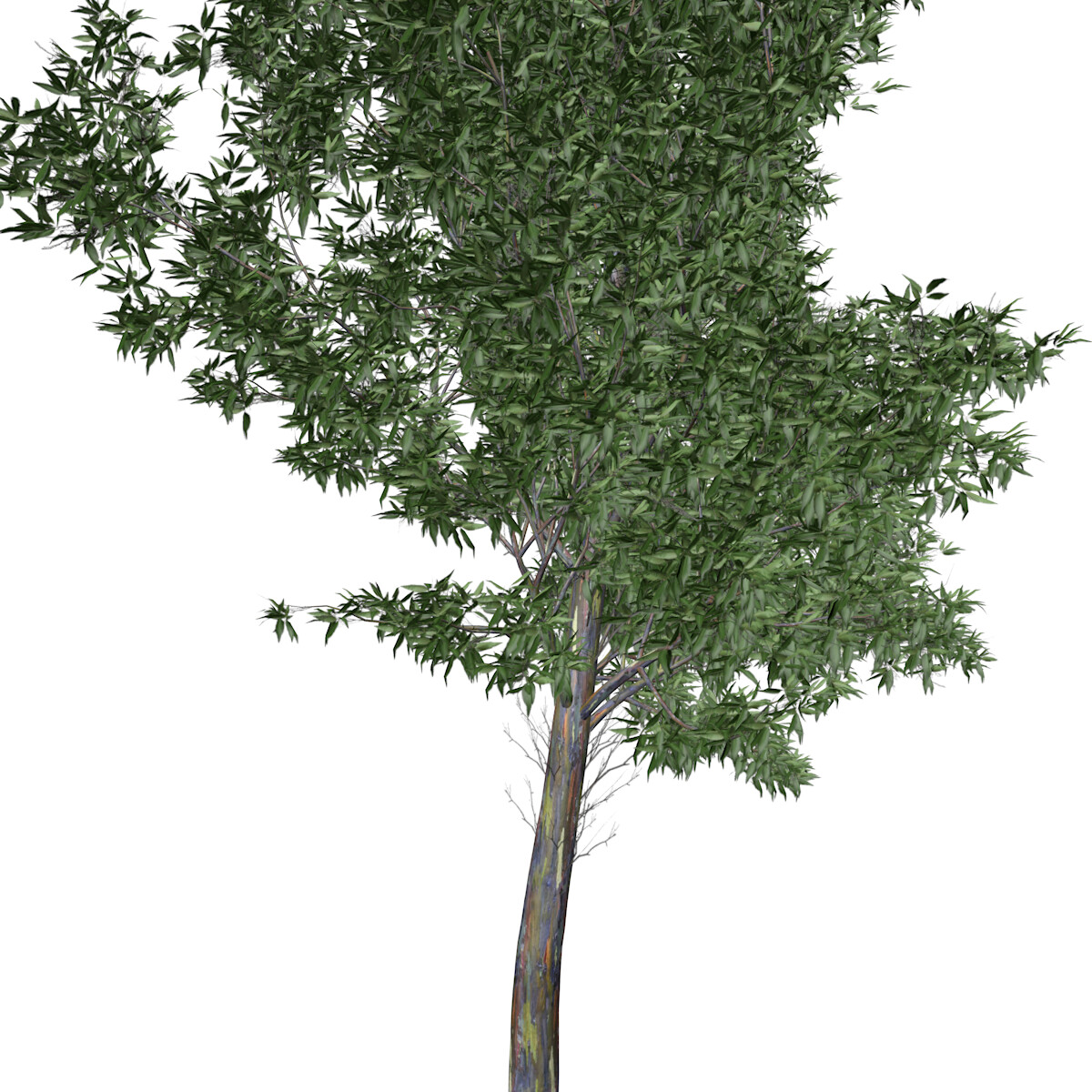 ArtStation - Rainbow Gum Tree #08 - High Poly Tree (3D Model) | Game Assets