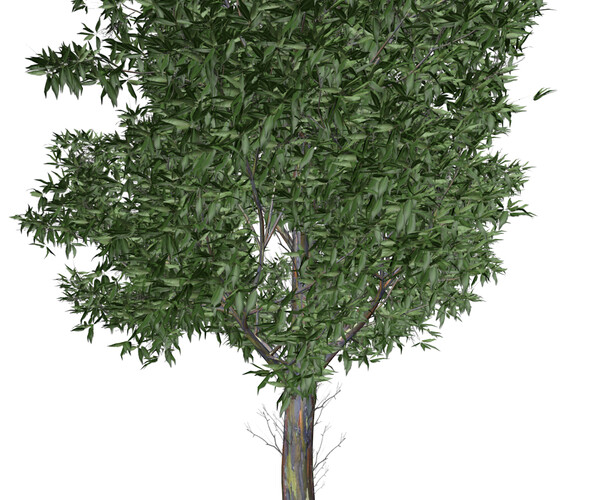 ArtStation - Rainbow Gum Tree #10 - High Poly Tree (3D Model) | Game Assets