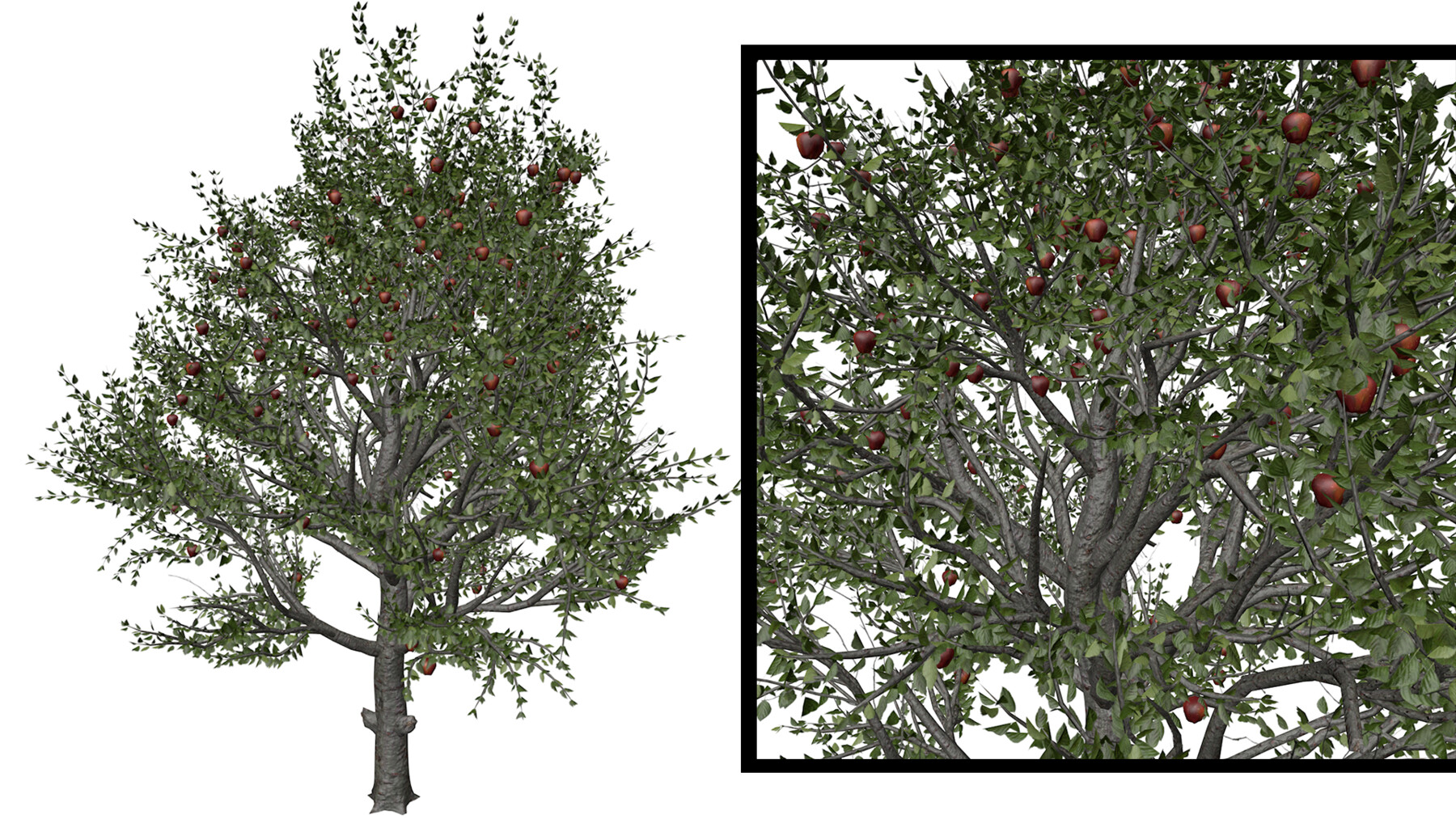 ArtStation - Red Delicious Apple Tree #01 - High Poly Tree (3D Model ...