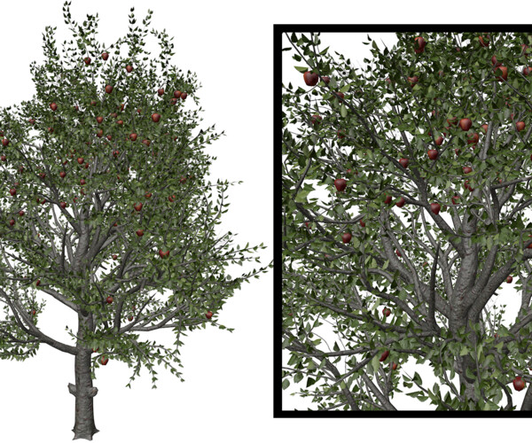 ArtStation - Red Delicious Apple Tree #01 - High Poly Tree (3D Model ...