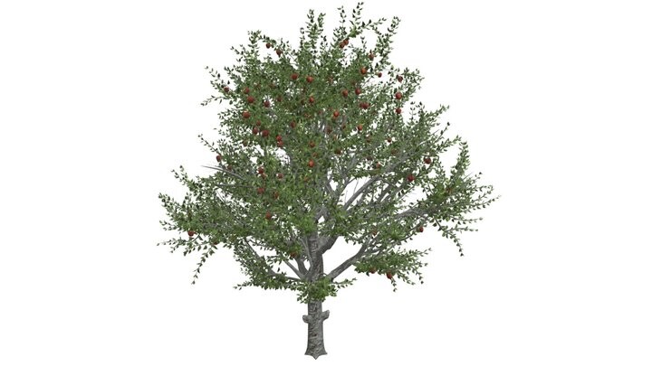 ArtStation - Red Delicious Apple Tree #01 - High Poly Tree (3D Model ...