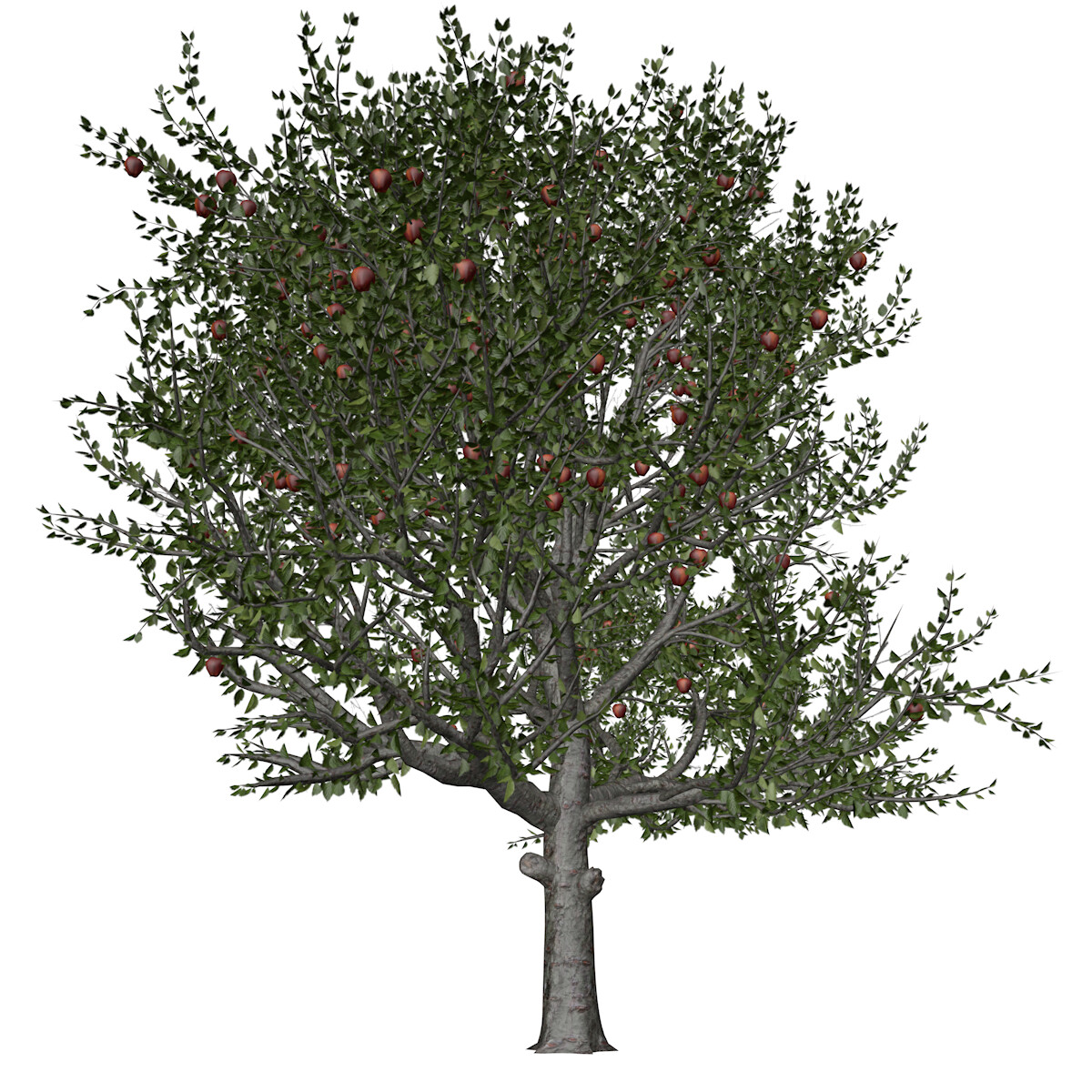 ArtStation - Red Delicious Apple Tree #02 - High Poly Tree (3D Model ...