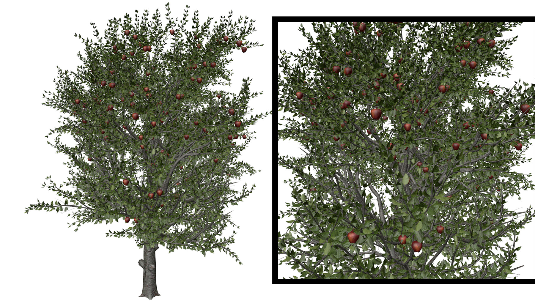 ArtStation - Red Delicious Apple Tree #04 - High Poly Tree (3D Model ...