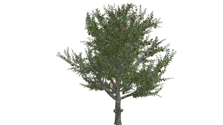 ArtStation - Red Delicious Apple Tree #04 - High Poly Tree (3D Model ...