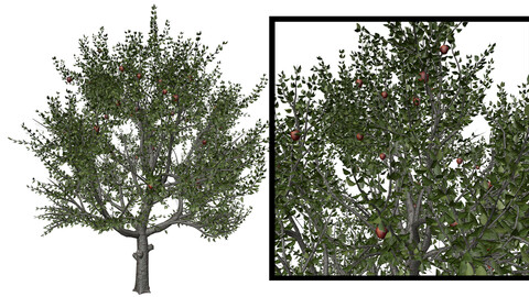 ArtStation - Red Delicious Apple Tree #06 - High Poly Tree (3D Model ...