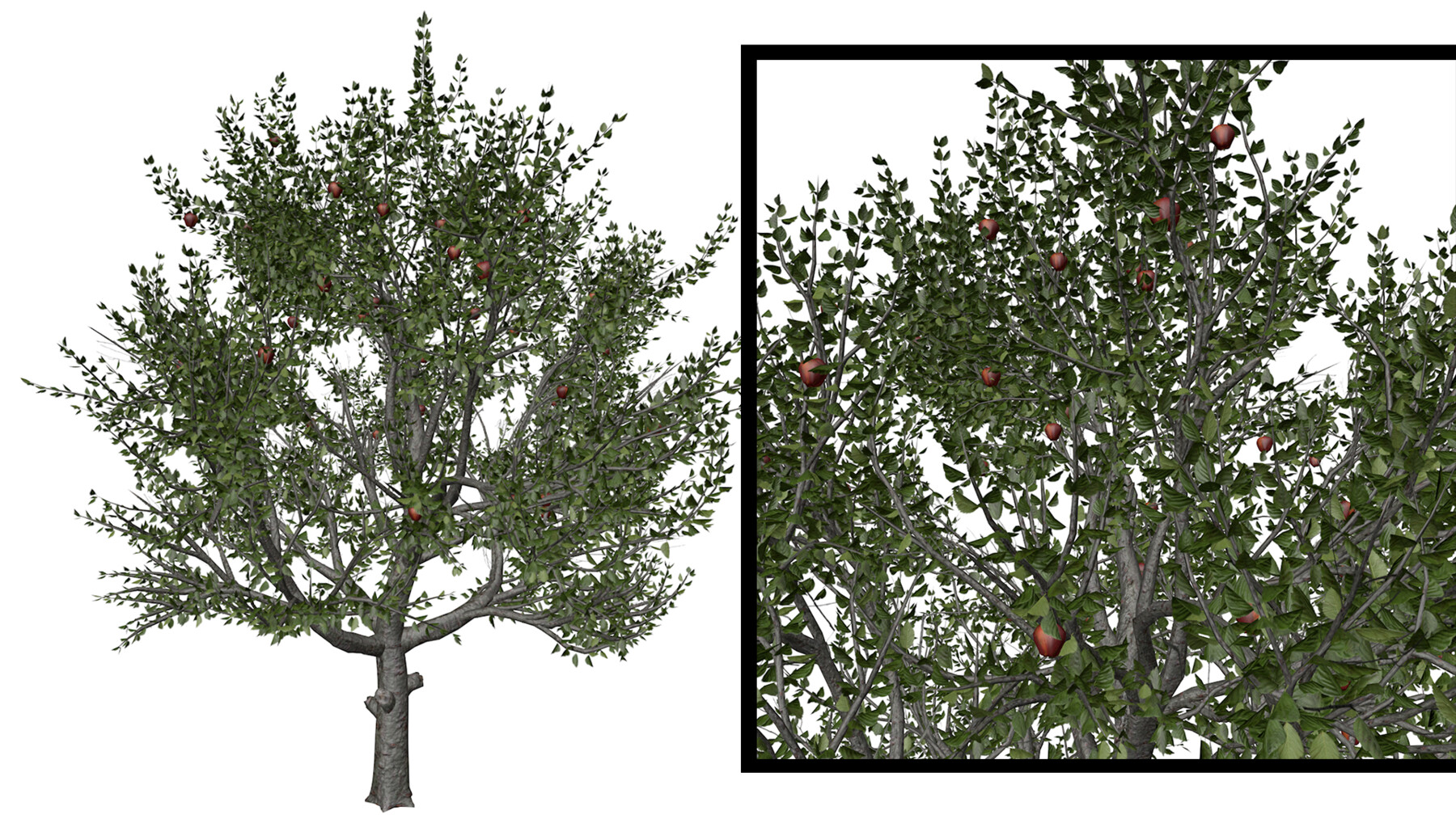 ArtStation - Red Delicious Apple Tree #06 - High Poly Tree (3D Model ...