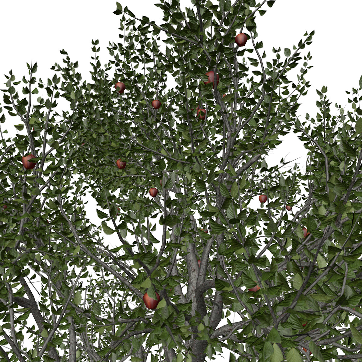 ArtStation - Red Delicious Apple Tree #06 - High Poly Tree (3D Model ...
