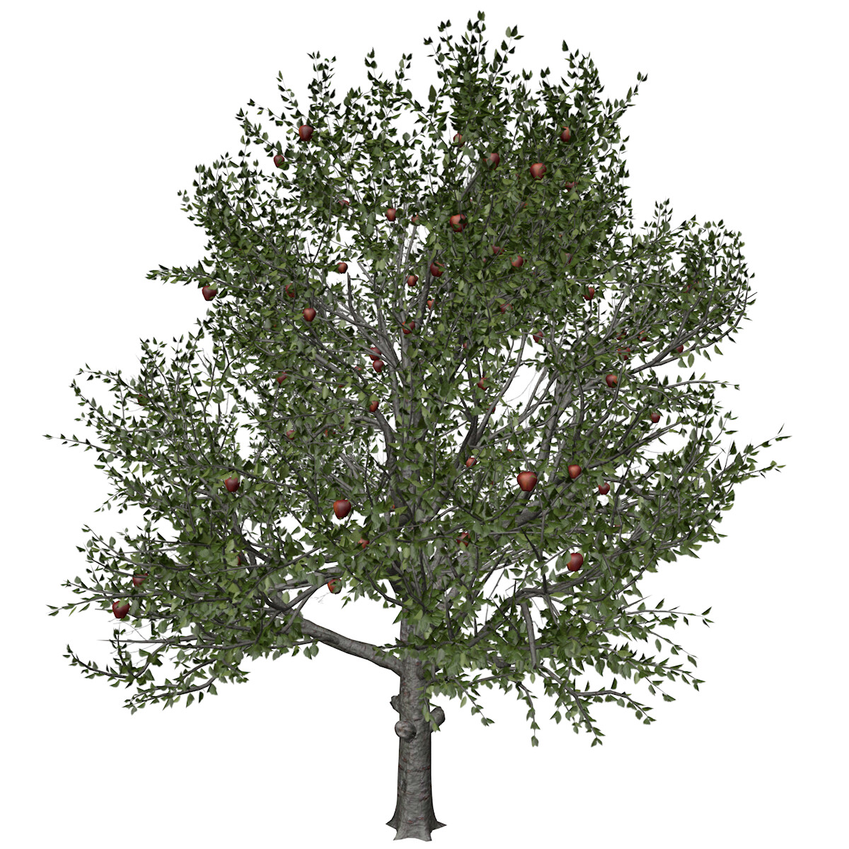 ArtStation - Red Delicious Apple Tree #07 - High Poly Tree (3D Model ...