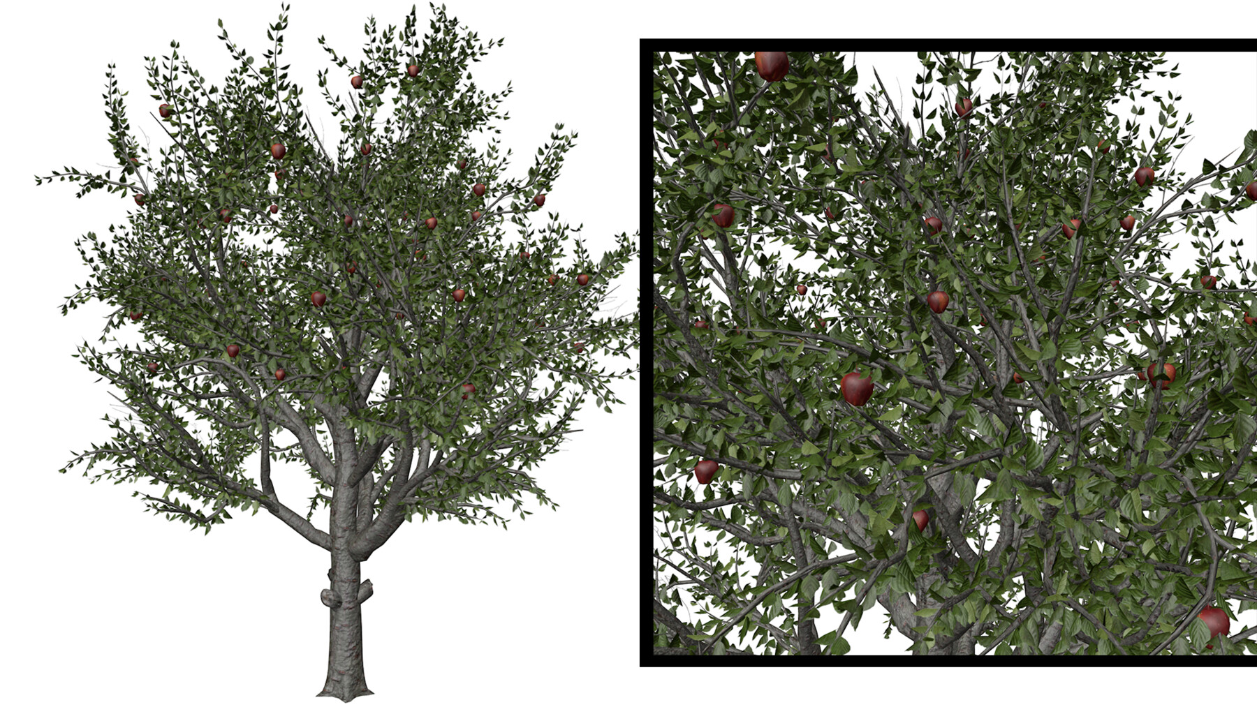 ArtStation - Red Delicious Apple Tree #08 - High Poly Tree (3D Model ...