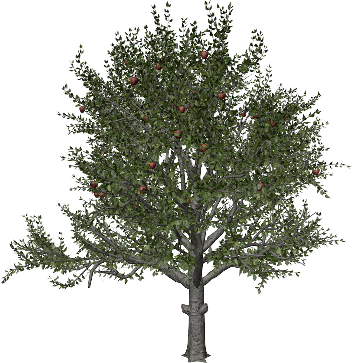 ArtStation - Red Delicious Apple Tree #09 - High Poly Tree (3D Model ...