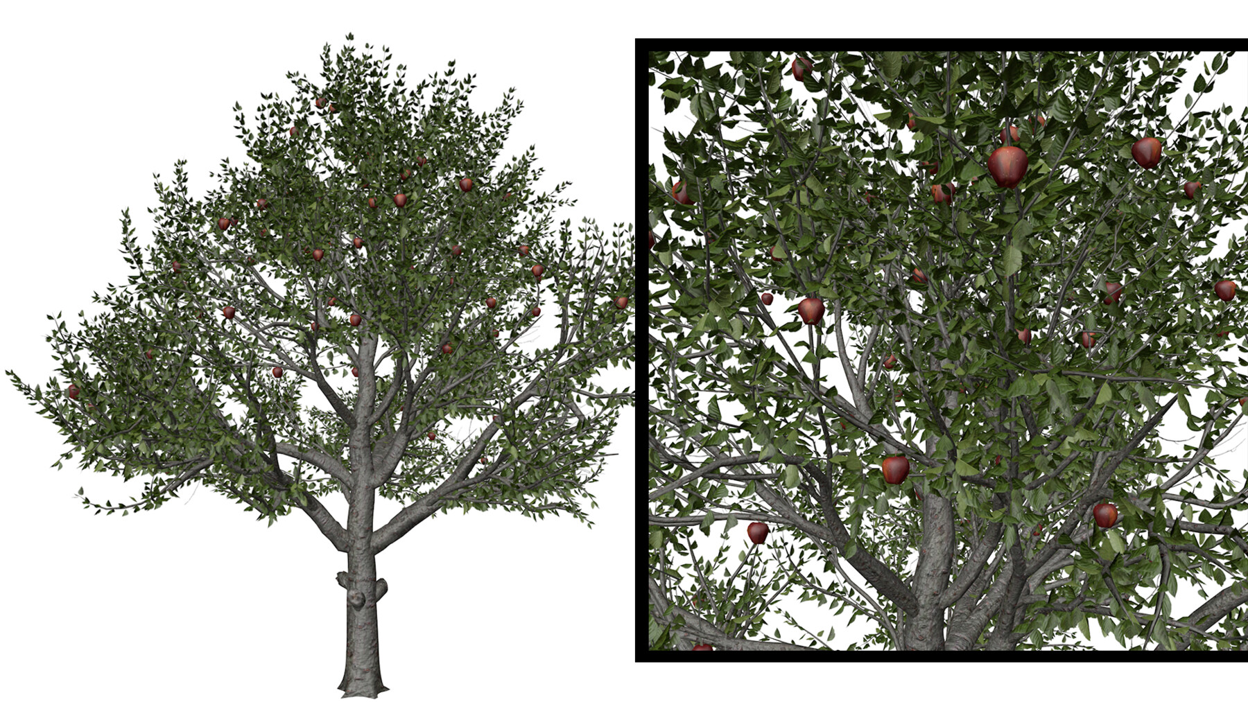 ArtStation - Red Delicious Apple Tree #10 - High Poly Tree (3D Model ...