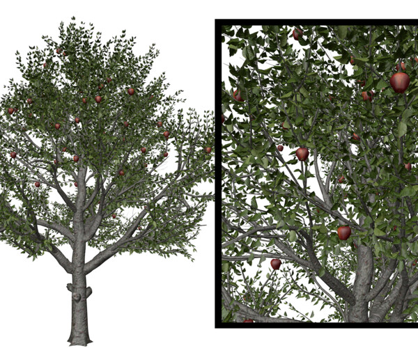 ArtStation - Red Delicious Apple Tree #10 - High Poly Tree (3D Model ...