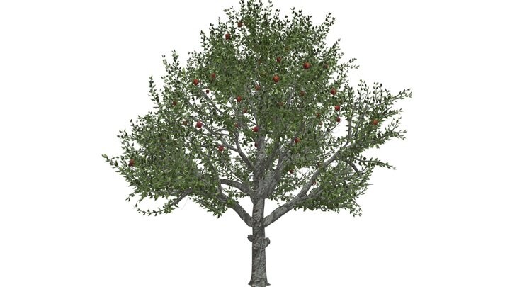 ArtStation - Red Delicious Apple Tree #10 - High Poly Tree (3D Model ...