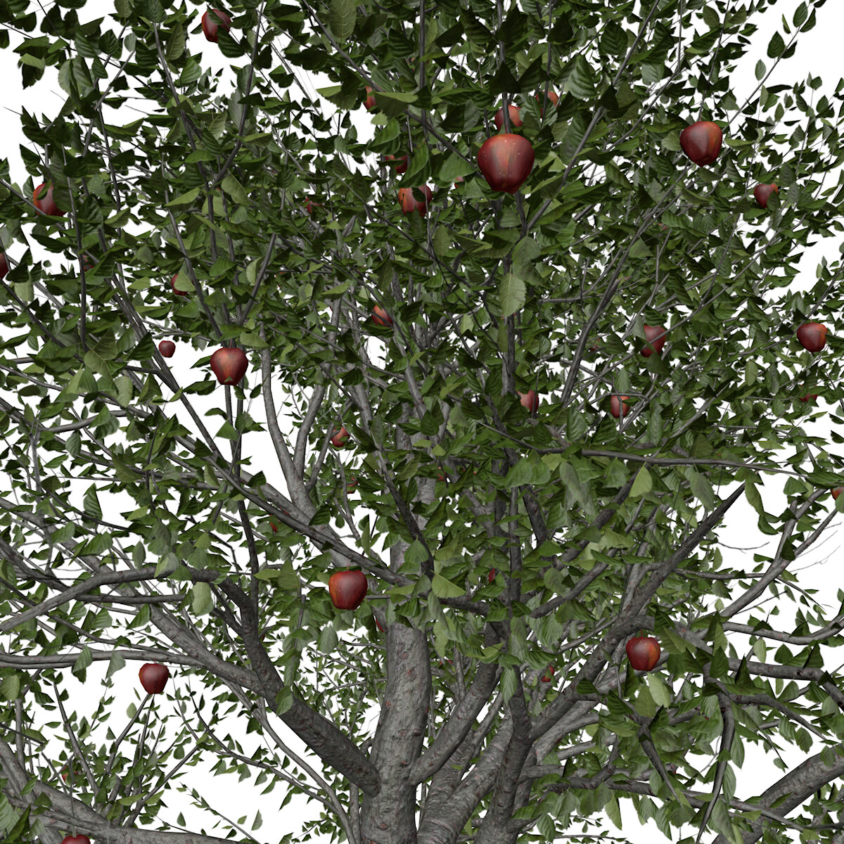 ArtStation - Red Delicious Apple Tree #10 - High Poly Tree (3D Model ...