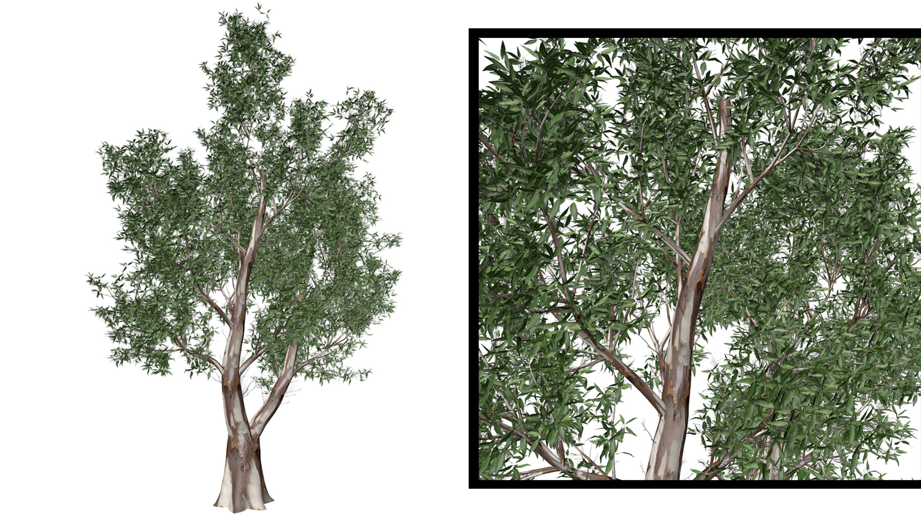 ArtStation - Red Gum Tree #01 - High Poly Tree (3D Model) | Game Assets