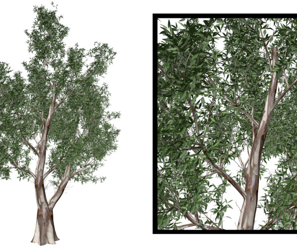 ArtStation - Red Gum Tree #01 - High Poly Tree (3D Model) | Game Assets