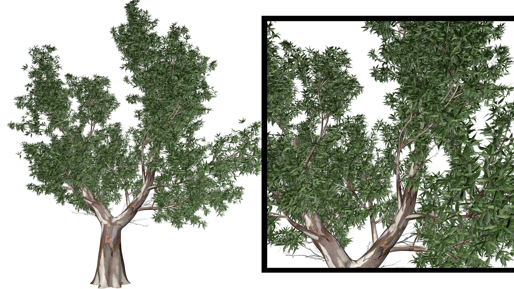 ArtStation - Red Gum Tree #04 - High Poly Tree (3D Model) | Game Assets