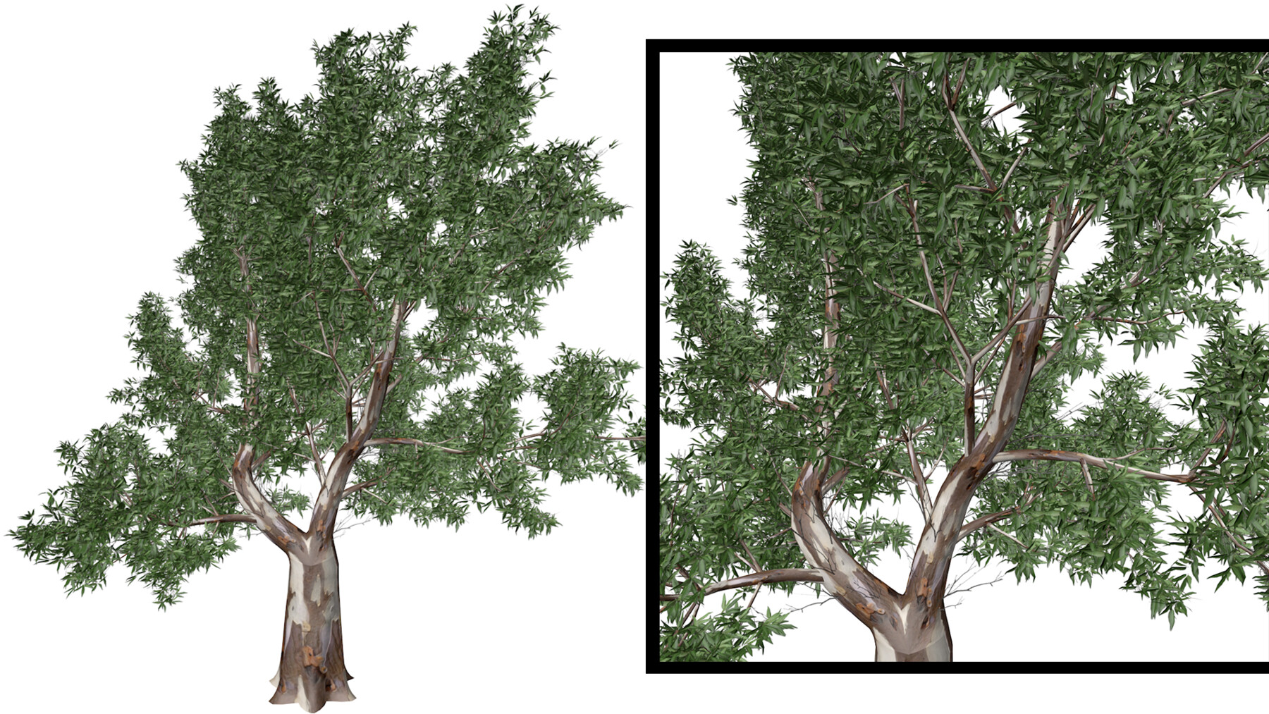 ArtStation - Red Gum Tree #05 - High Poly Tree (3D Model) | Game Assets