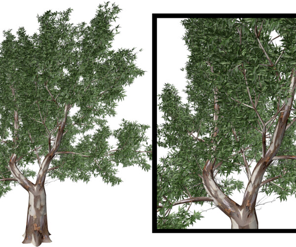 ArtStation - Red Gum Tree #05 - High Poly Tree (3D Model) | Game Assets