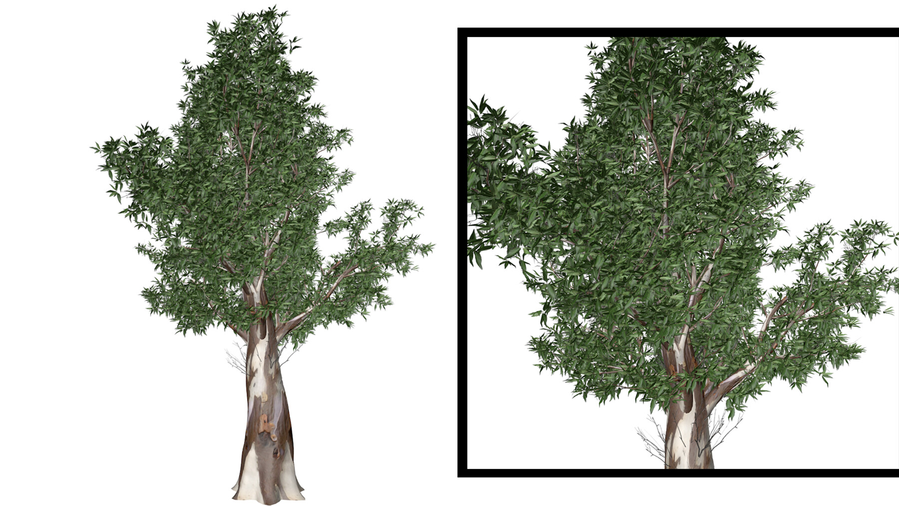 ArtStation - Red Gum Tree #06 - High Poly Tree (3D Model) | Game Assets