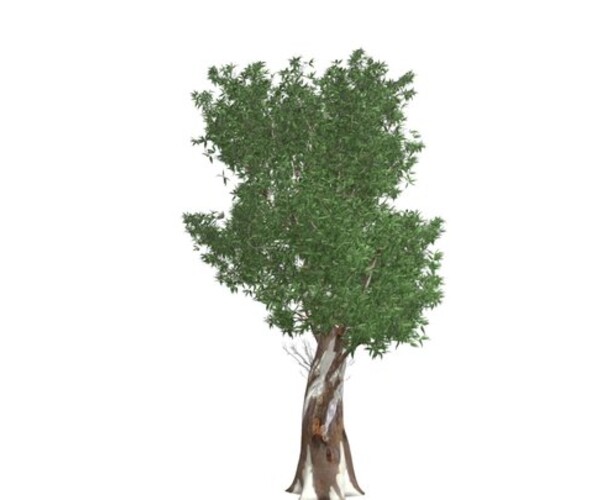 ArtStation - Red Gum Tree #06 - High Poly Tree (3D Model) | Game Assets